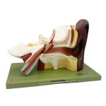 Ear Models | Adam,Rouilly