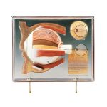 Eye Models | Adam,Rouilly