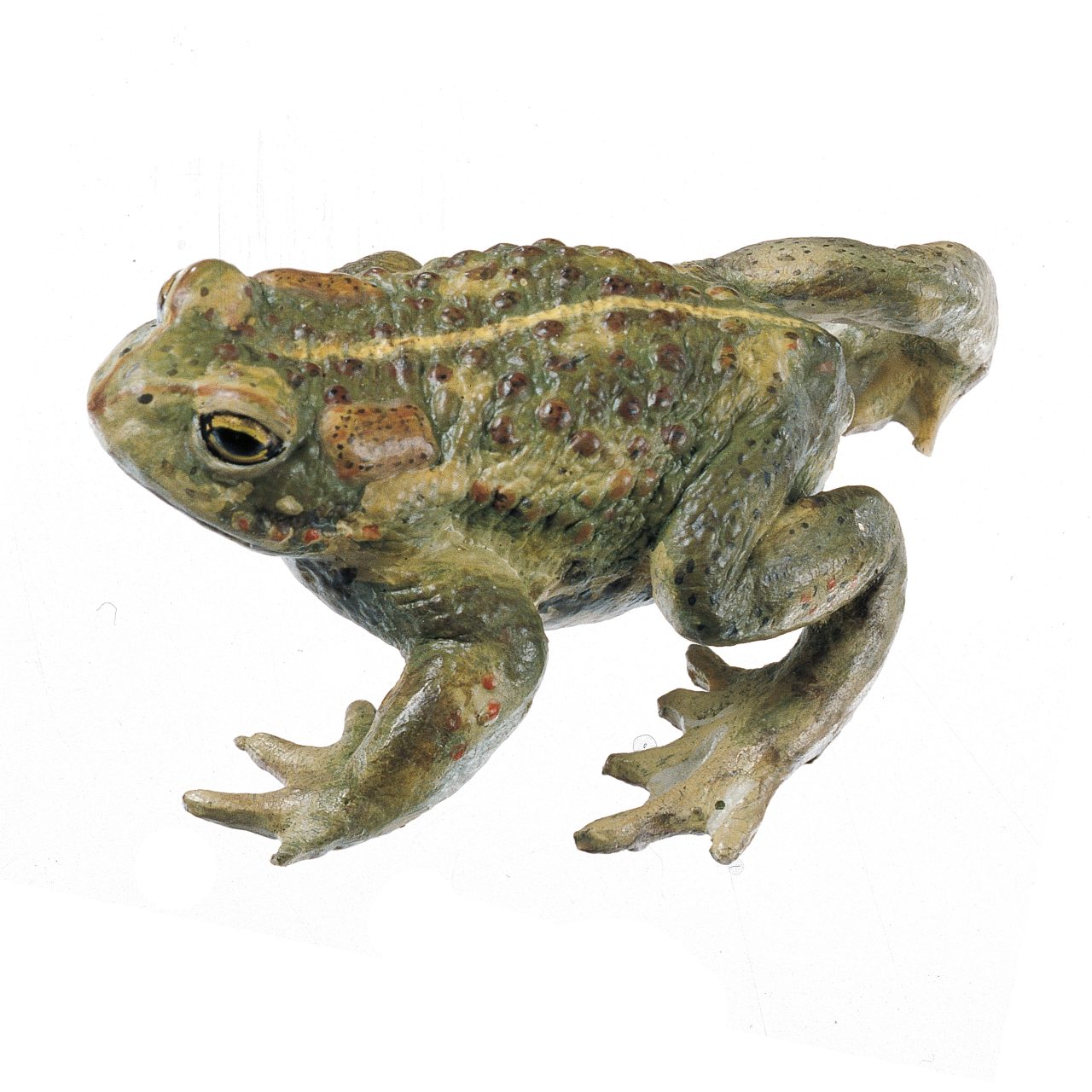 Natterjack Toad - Adam,Rouilly