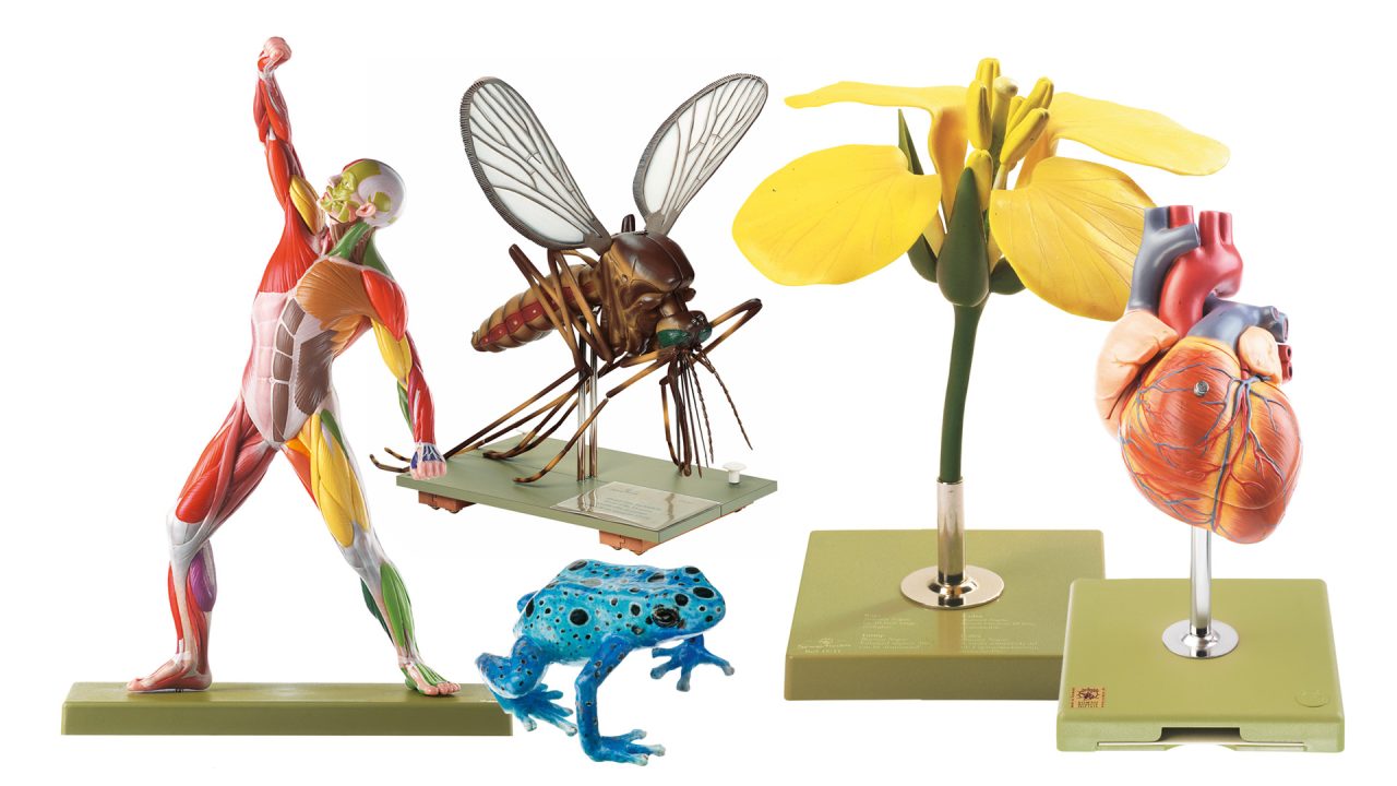 Adam,Rouilly Today | Adam,Rouilly