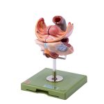 Pelvic Models | Adam,Rouilly