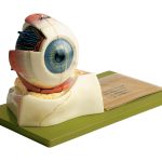 Eye Models | Adam,Rouilly