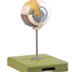 Eye Models Archives | Adam,Rouilly