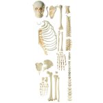 Bones - Skeleton | Adam,Rouilly