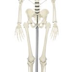 Bones - Skeleton | Adam,Rouilly